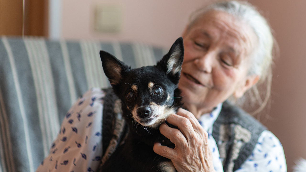 The Best Pets for Senior Citizens: Companionship and Comfort | 60 Plus ...